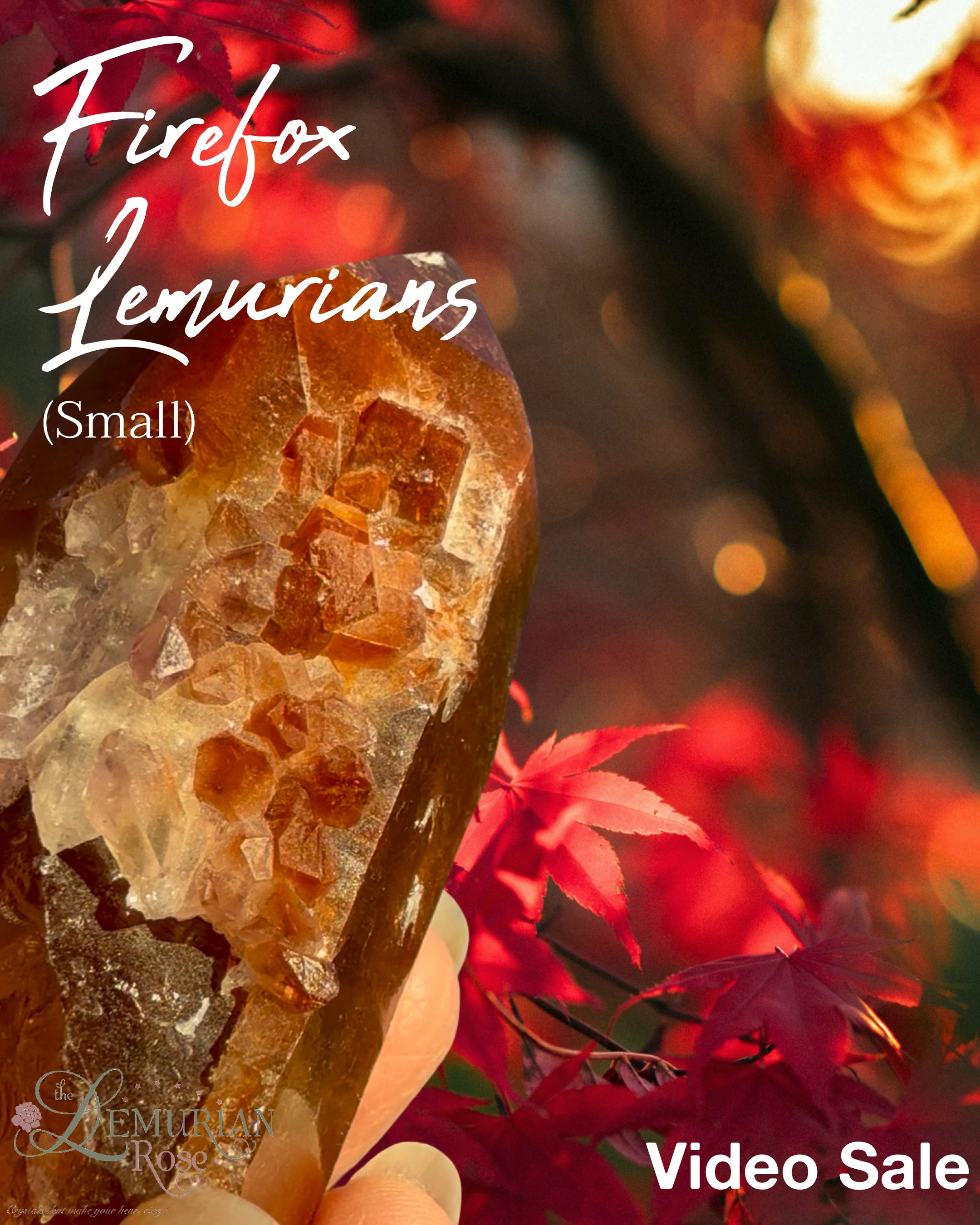 Natural Firefox Lemurians-Small – The Lemurian Rose